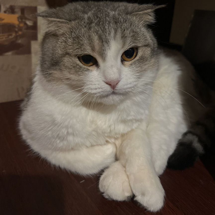 Шотландская кошка и кот