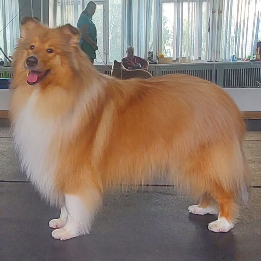 Колли, щенок