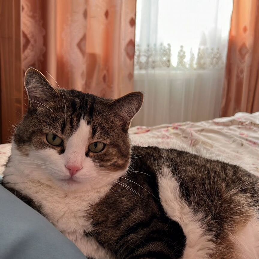 Отдам кота в добрые руки