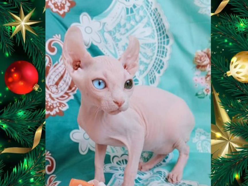 Канадский сфинкс