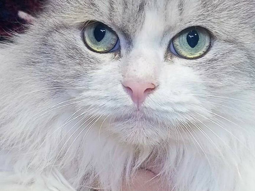 Кошка