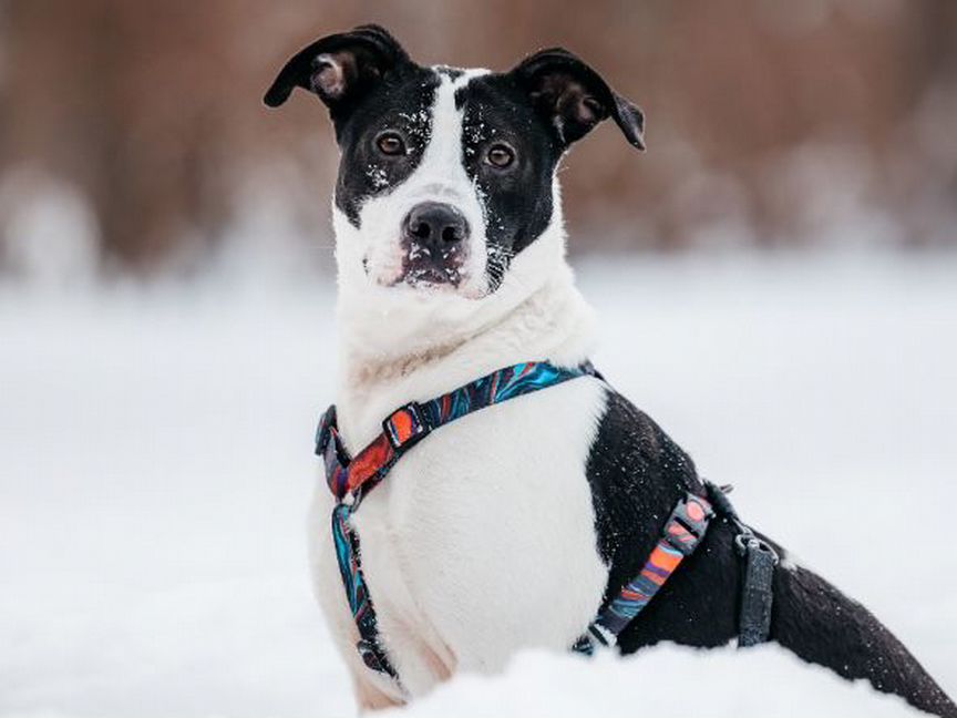 Собака в добрые руки