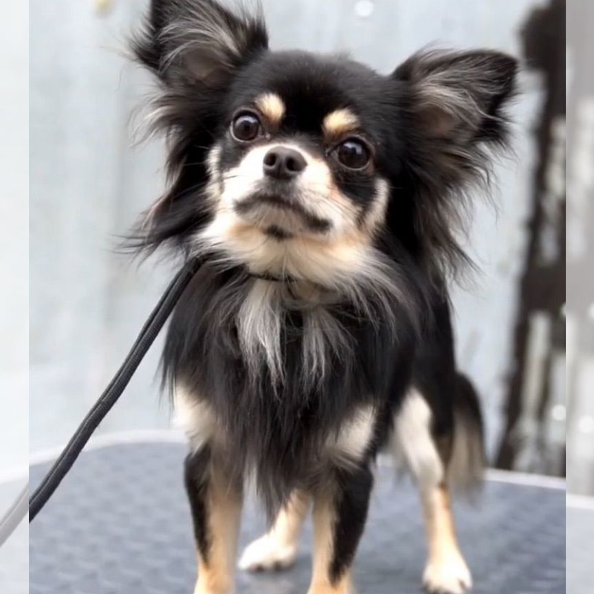 Чихуахуа длинношерстный вязка