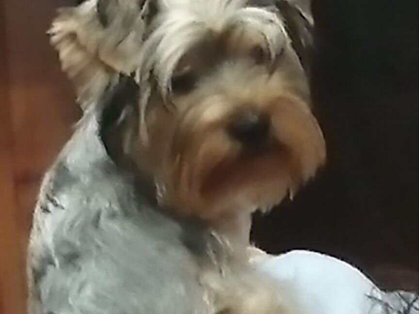 Йоркширский терьер приглашает на вязку