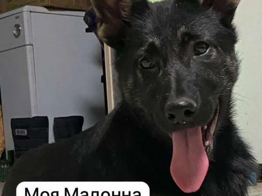 Восточно-европейская овчарка