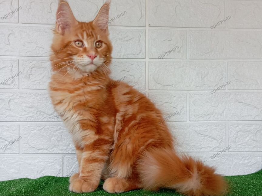 Котёнок мейн-кун