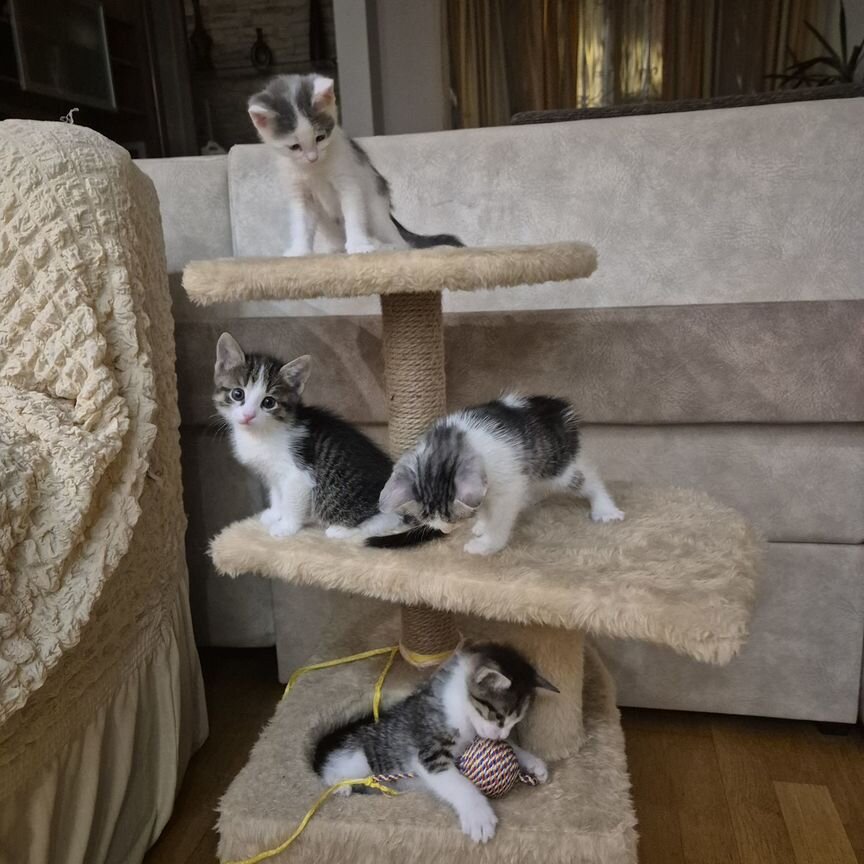 Котята в добрые руки приучены к лотку
