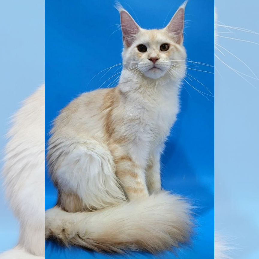 Мейн кун самка в добрые руки