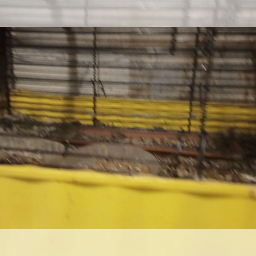 Капелло птицы,рззела птенцы