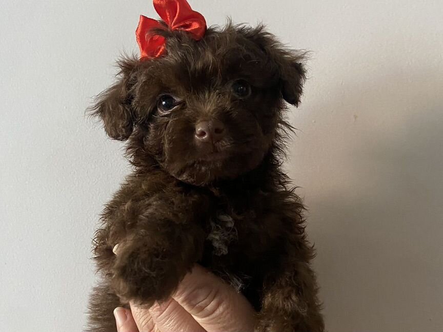 Кучеряшки болонки