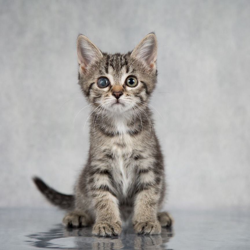 Котенок Офелия