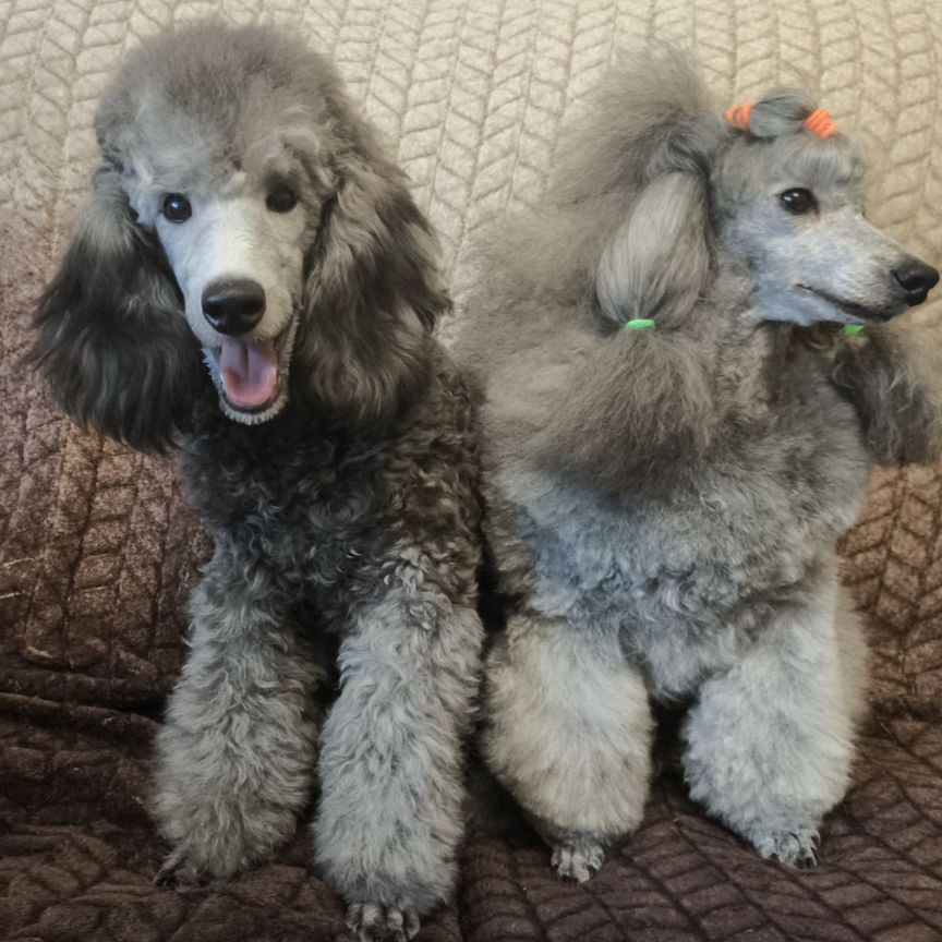 Пудель, щенок