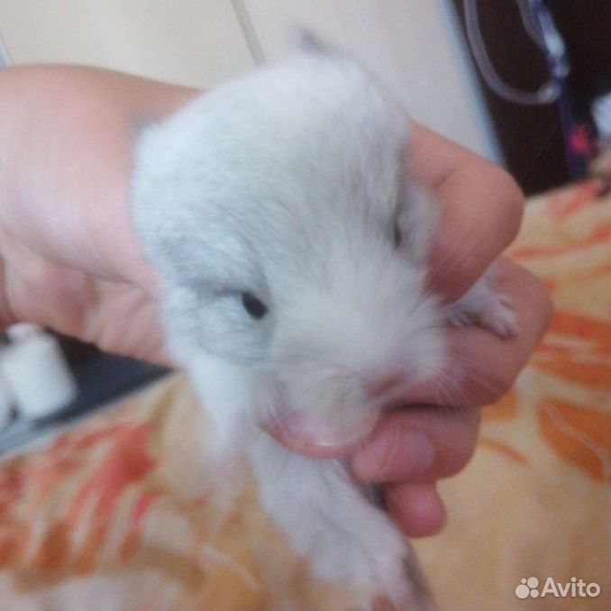 Малыши шиншиллы