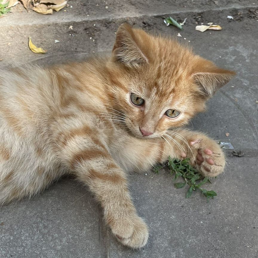 Котята в добрые руки