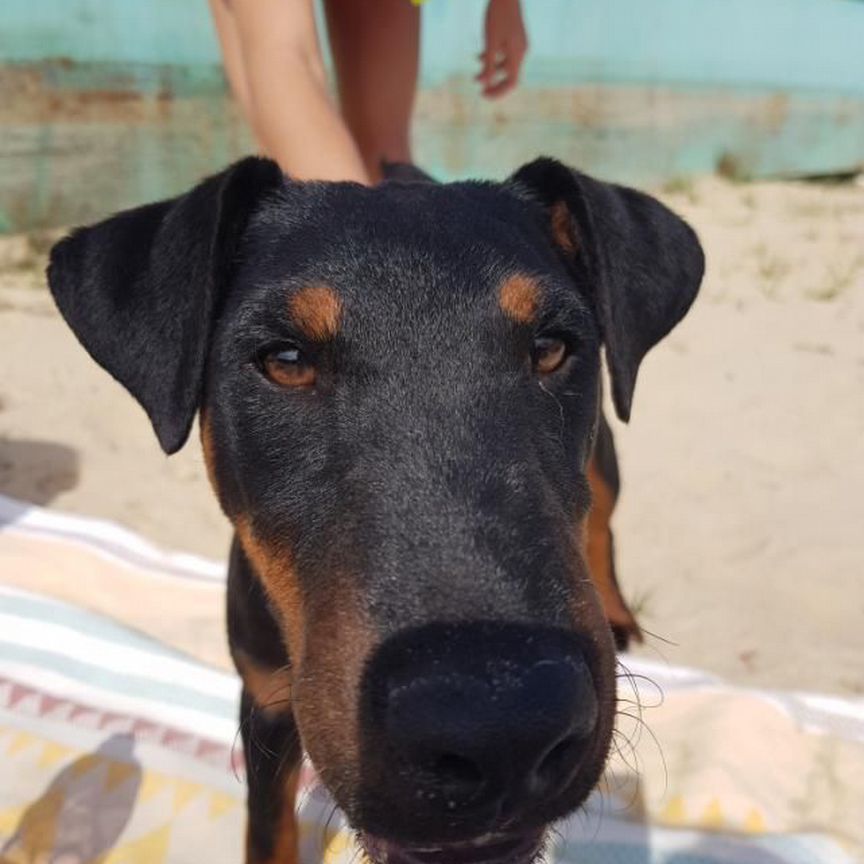 Отдам собаку ягтерьер