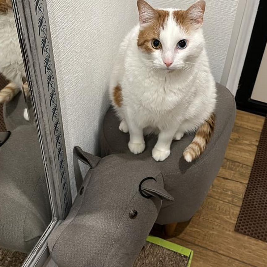 Отдам бесплатно котиков