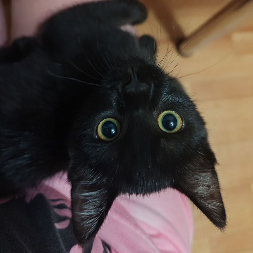 Котенок