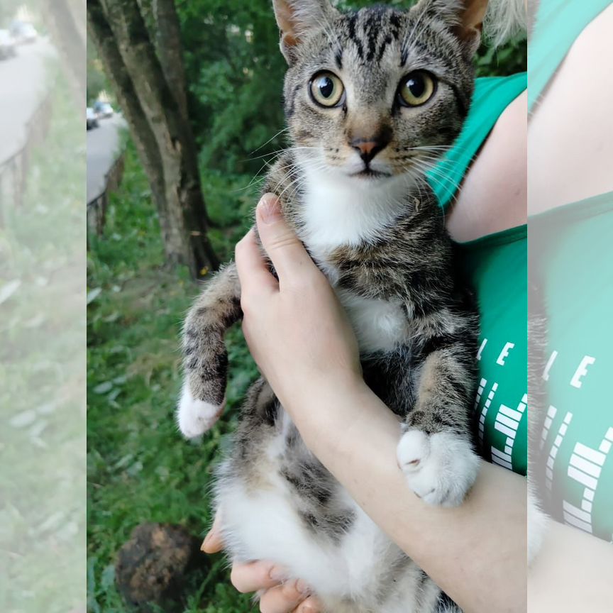 Ласковй котенок Муро на улице - нужен хозяин