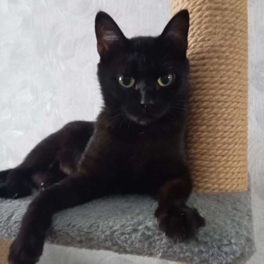 Взрослая, Девочка кошка в добрые руки