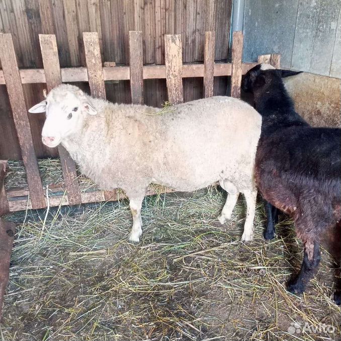 Баран- меринос