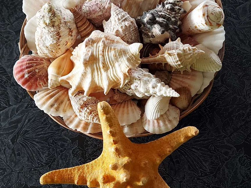 Морские ракушки + звезда