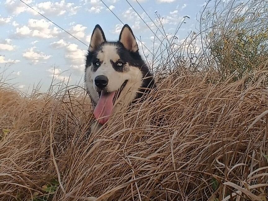 Сибирский хаски