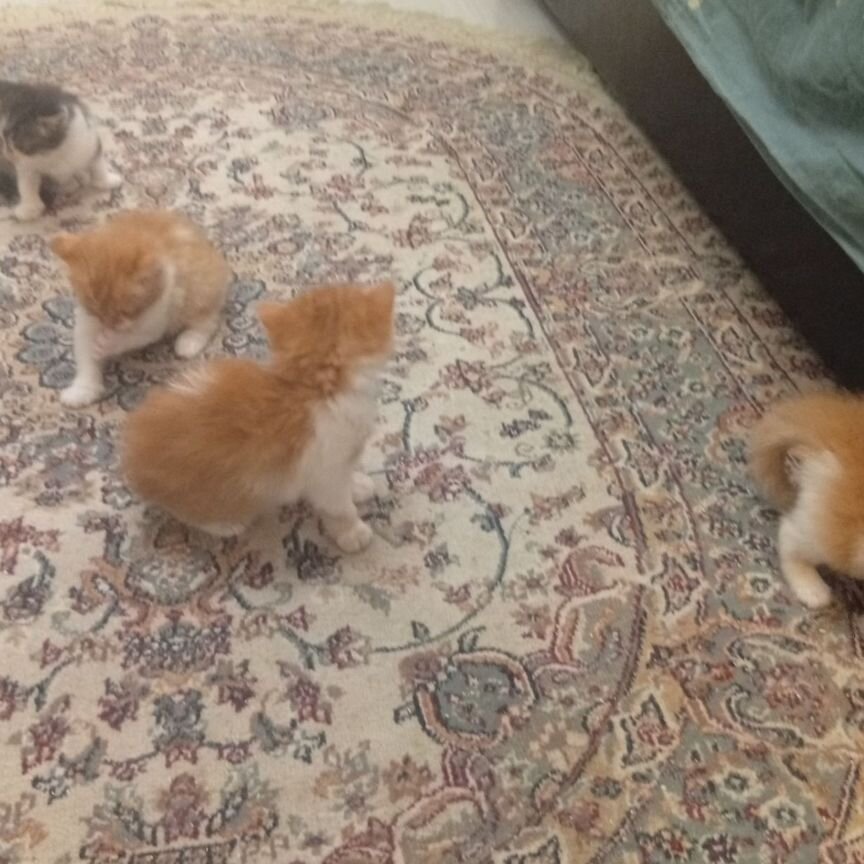 Котята в добрые руки бесплатно