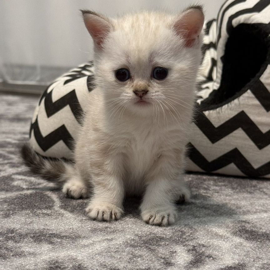 Шотландкий котенок