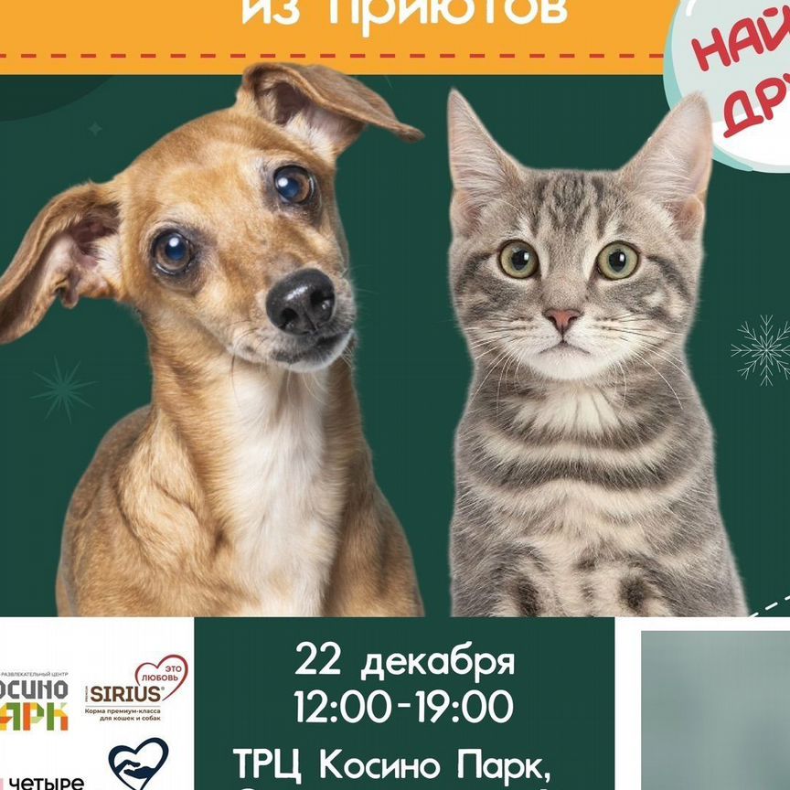 Кошки, котята, щенки из приюта в добрые руки