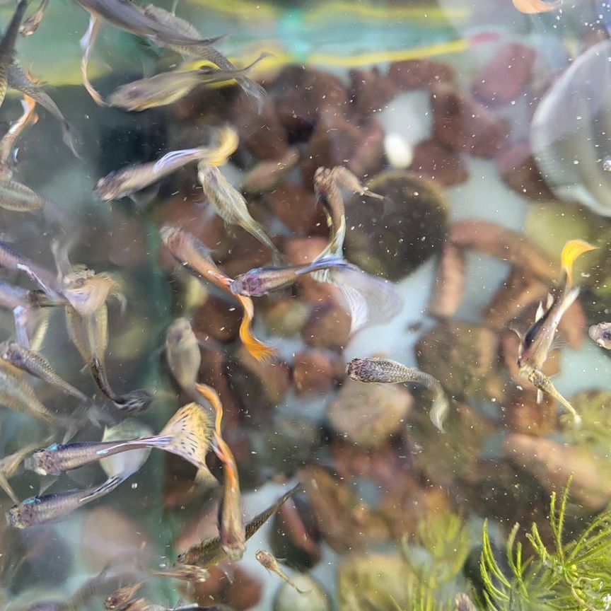 Аквариумные рыбки отдам