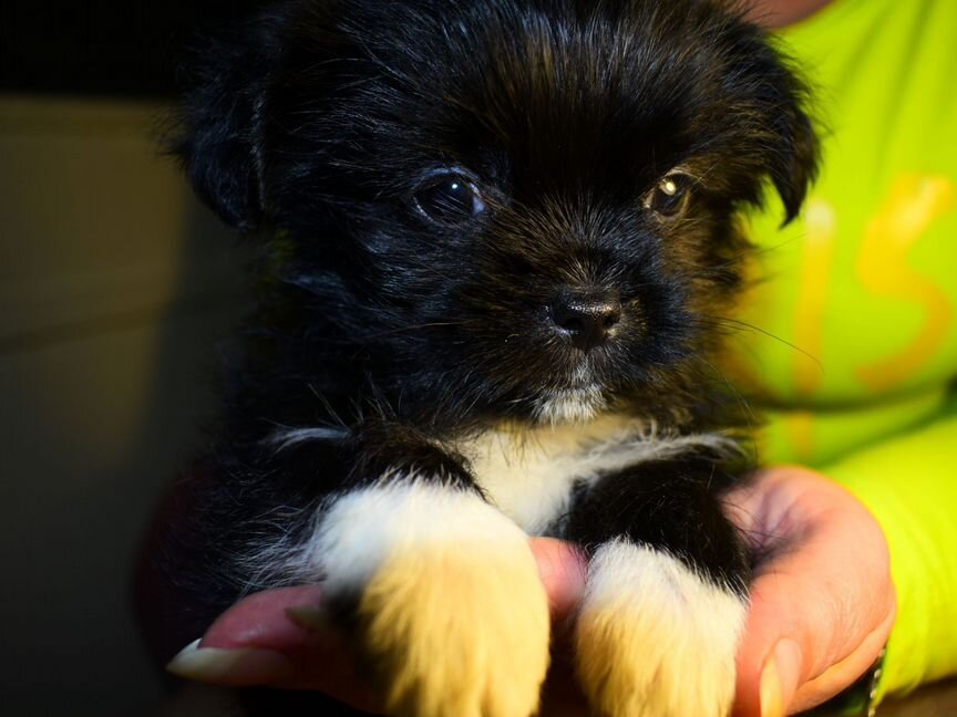 Мальчики ойрк-шитцу