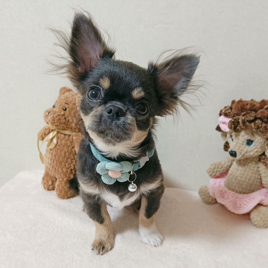 Мальчик чихуахуа