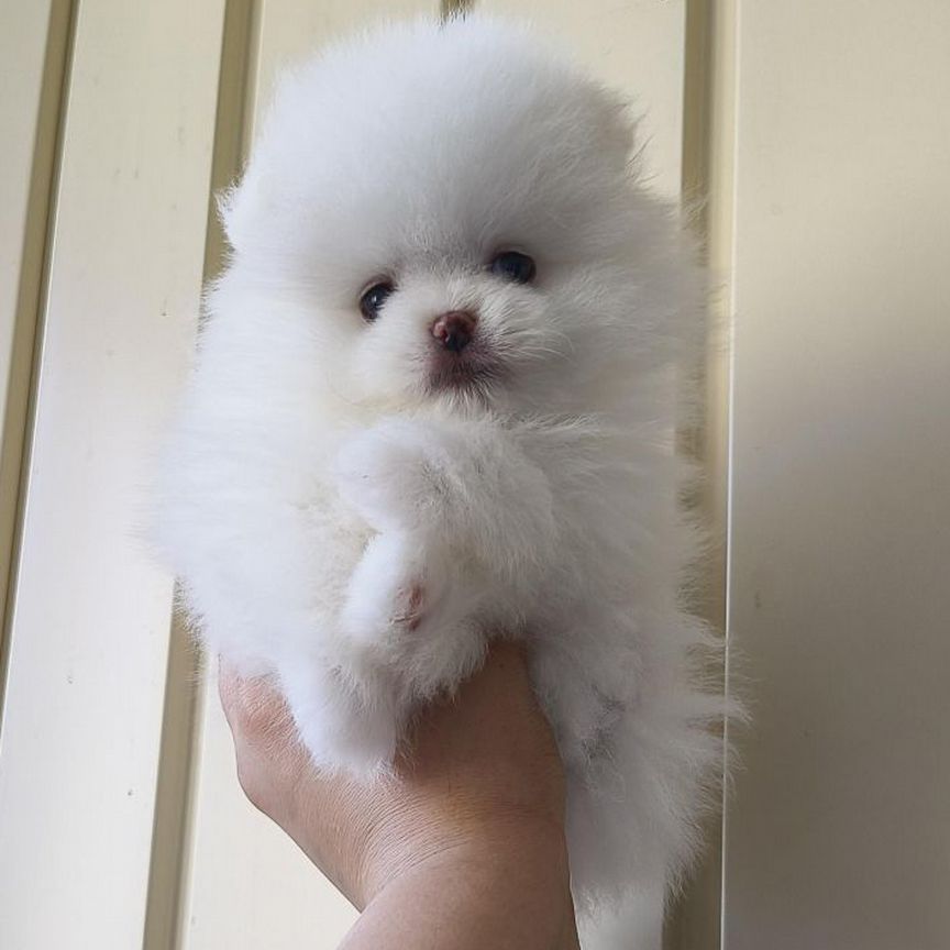 Померанский шпиц, щенок