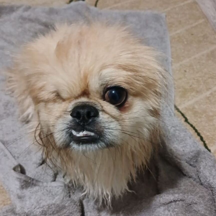 Пекинес, щенок