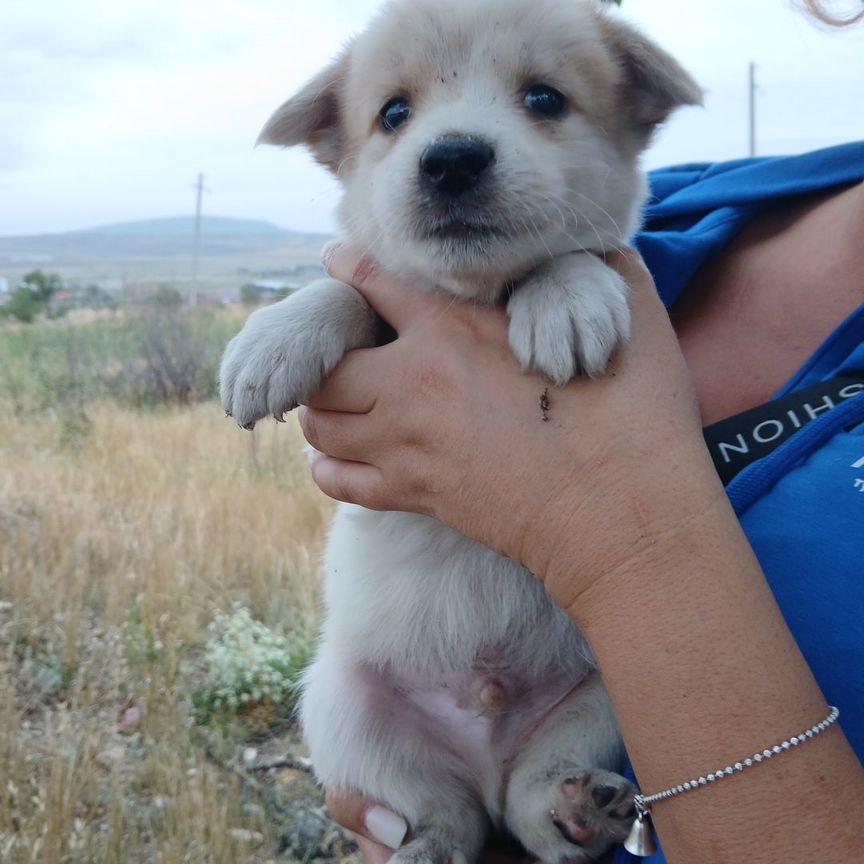 Щенок в добрые руки бесплатно