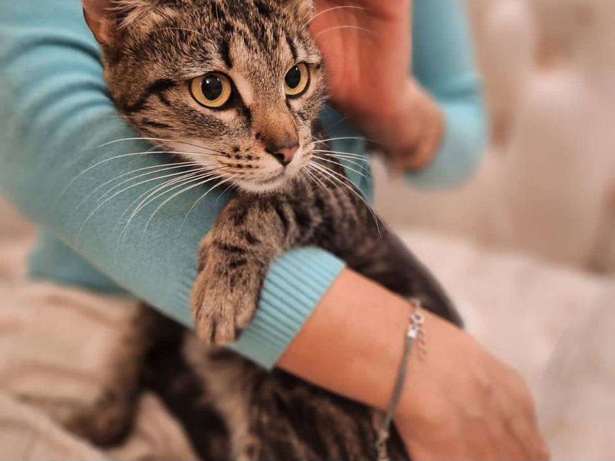 Кошечка 4 года