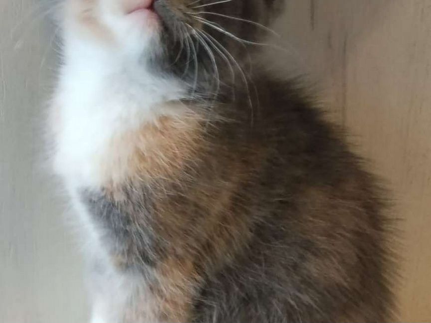 Котёнок