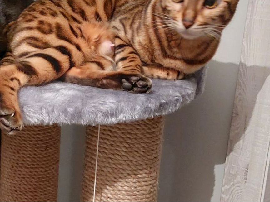 Бенгальская кошка
