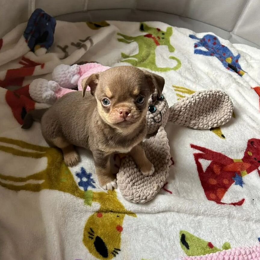 Чихуахуа, щенок