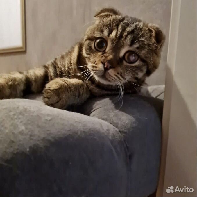 Вислоушка Чуча в добрые руки