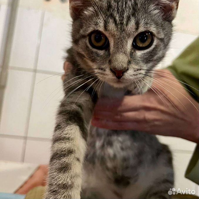Котенок Гоша ищет дом