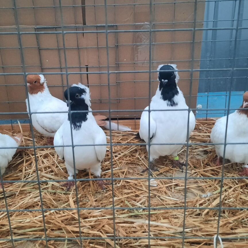 Голуби крестовые монахи