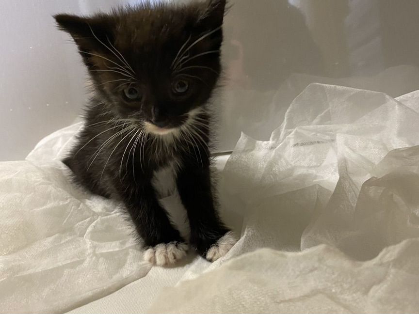Котенок с белым носиком 1 месяц