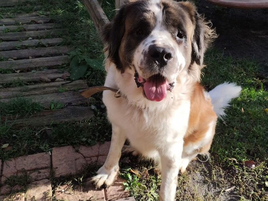 Московская сторожевая вязка