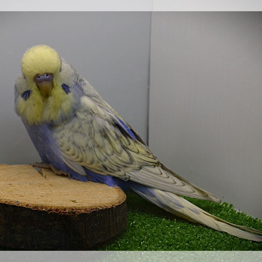 Птенцы Выставочного волнистого попугая (чехи)