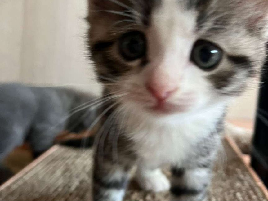 Шикарные котятки