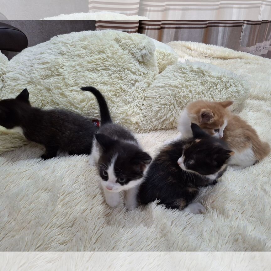 Сибирский котёнок