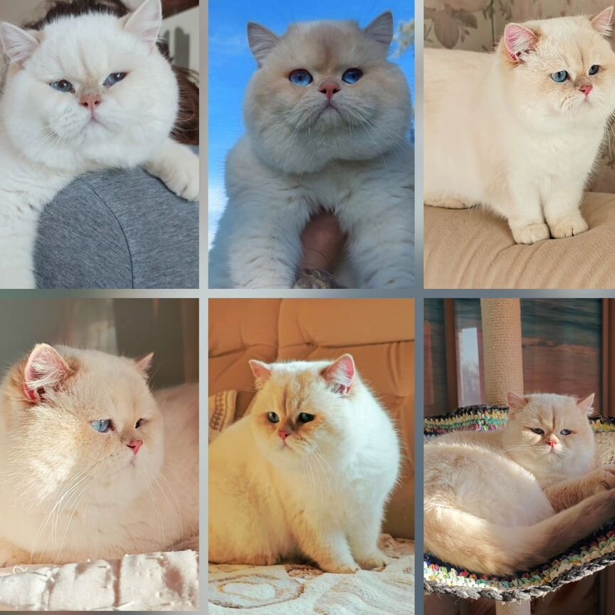 Британский короткошёрстный кот, взрослый