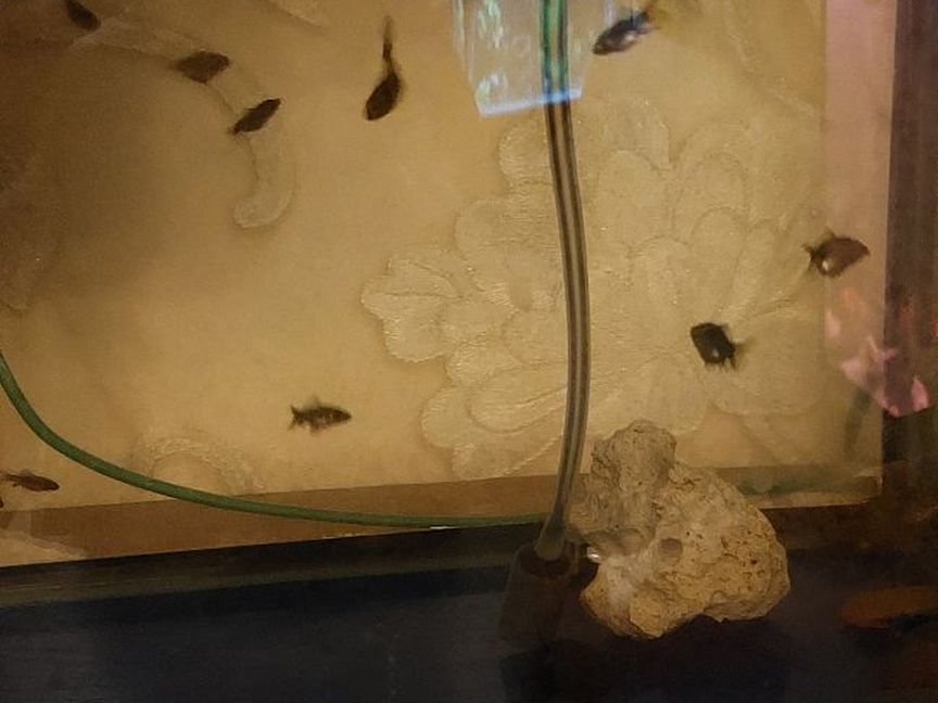 Малек золотой рыбки