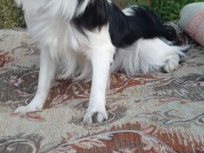 Японский хин